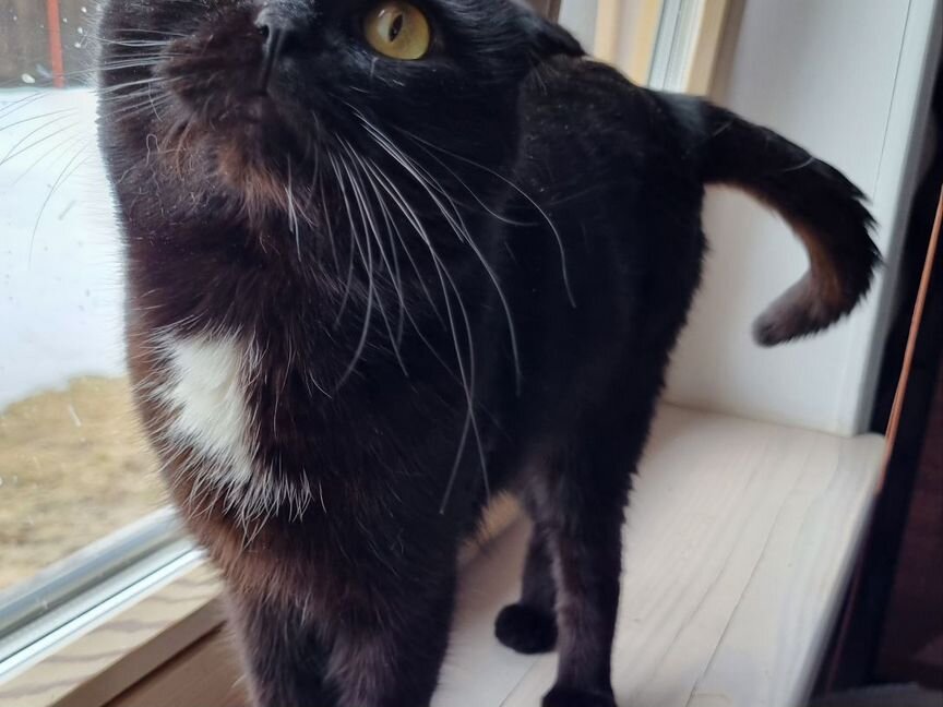 Шотландский черный кот