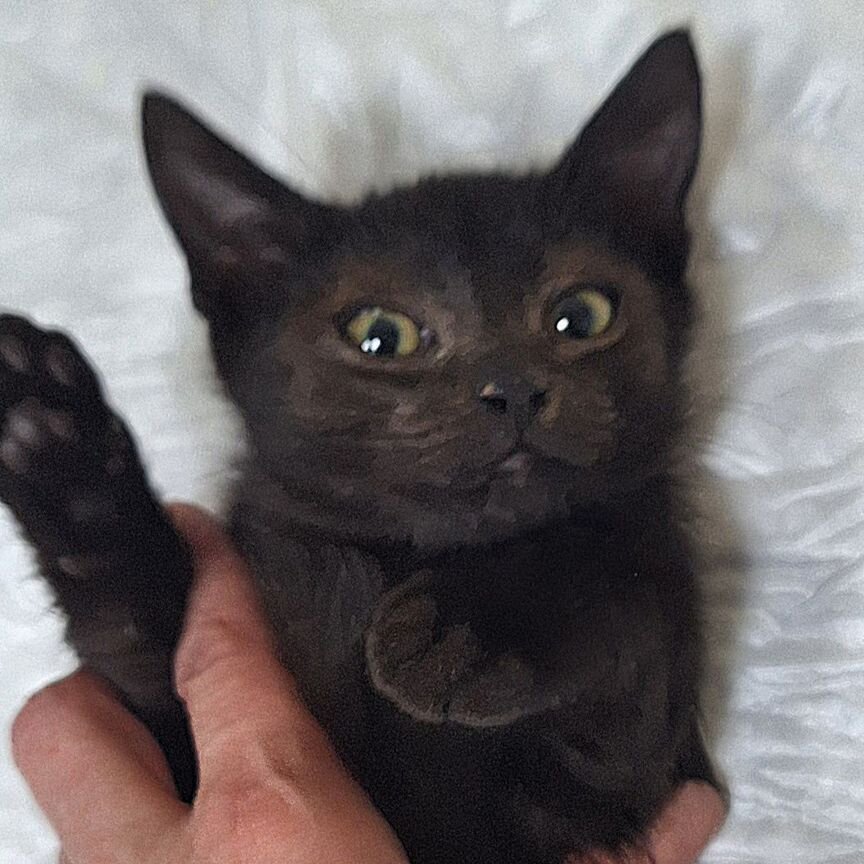 Красивая котомалышка Гаечка, 3 месяца