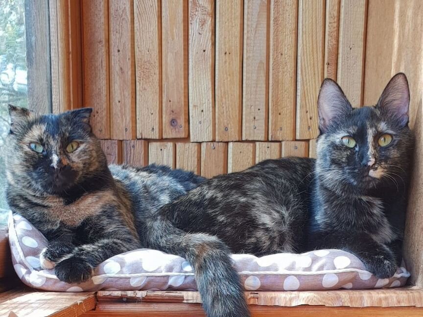 Кошки-красотули ищут один дом