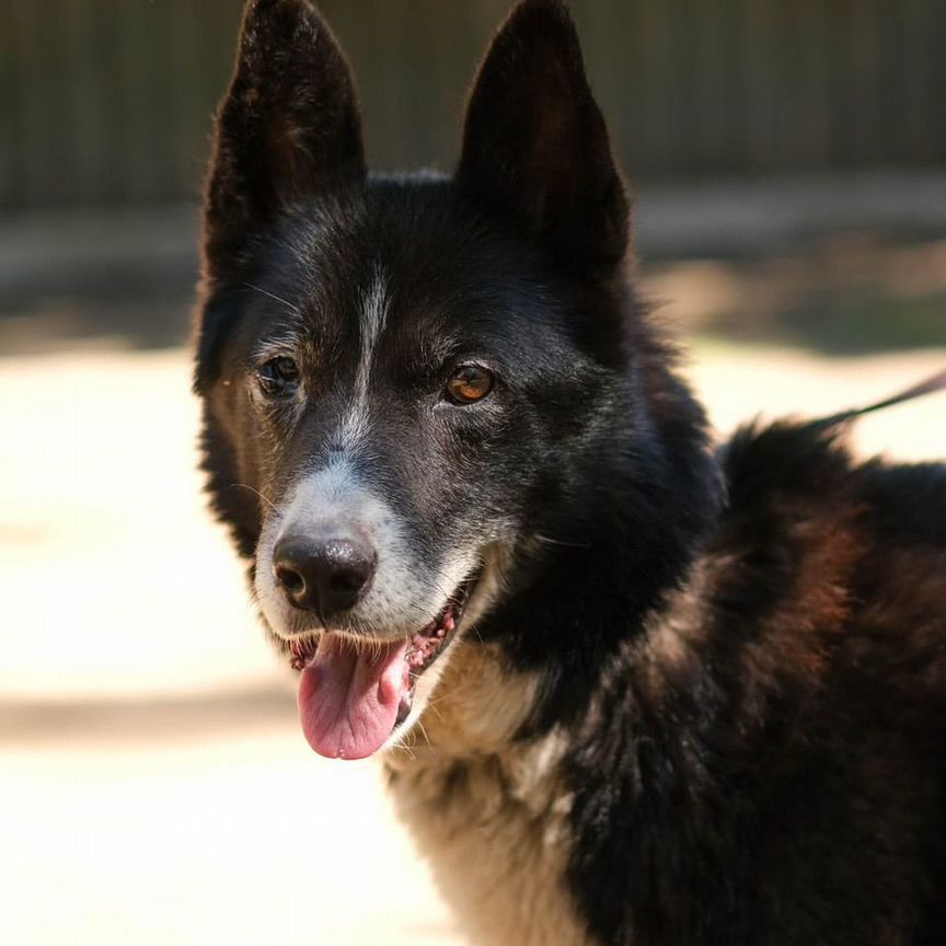 Собака в беде в добрые руки