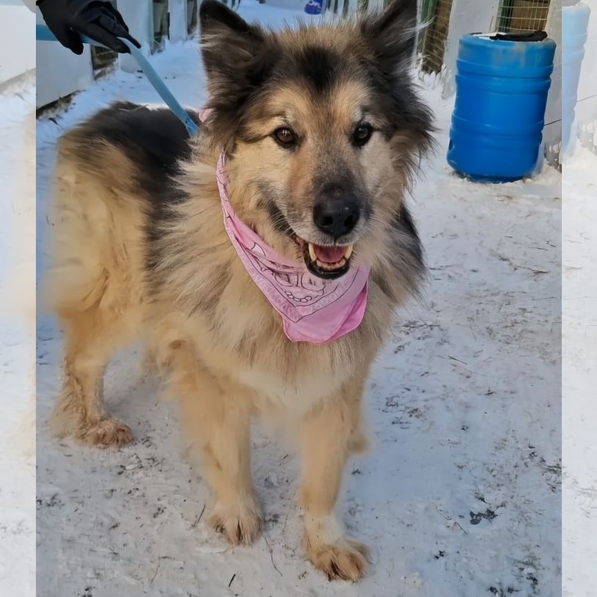 Взрослый пёс в добрые руки