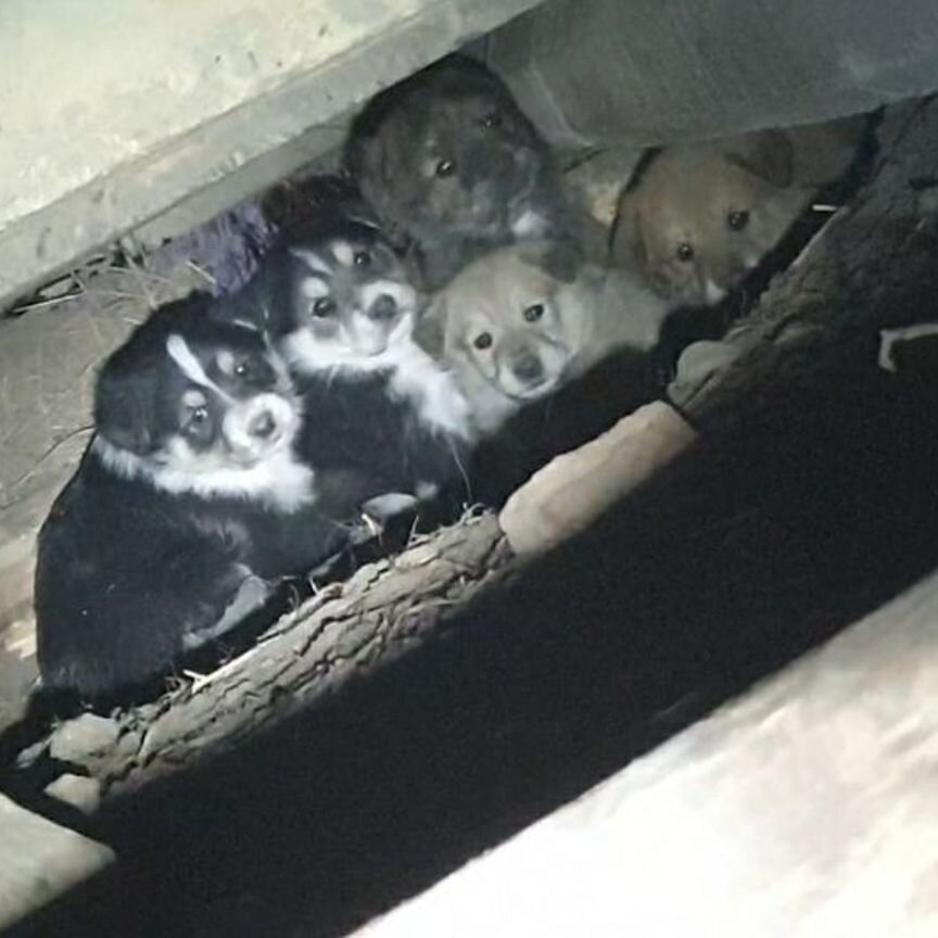 Отдам щенка в добрые руки