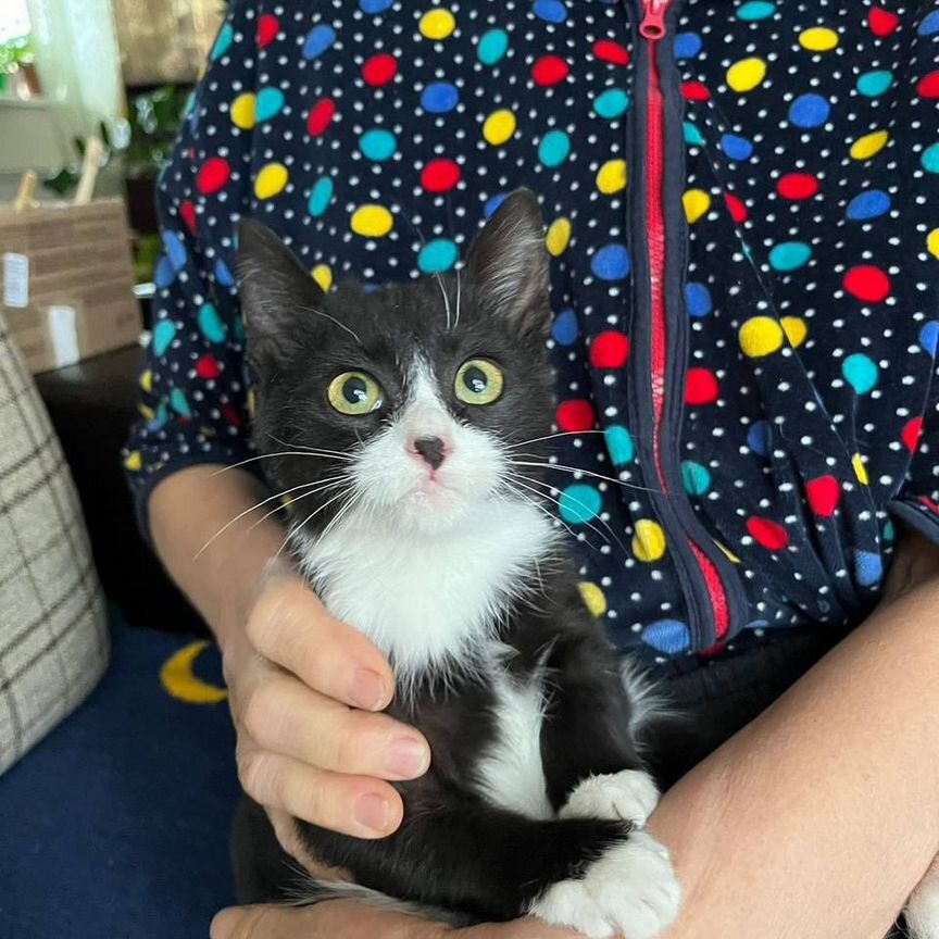 Котенок лапушка. Как из мультика