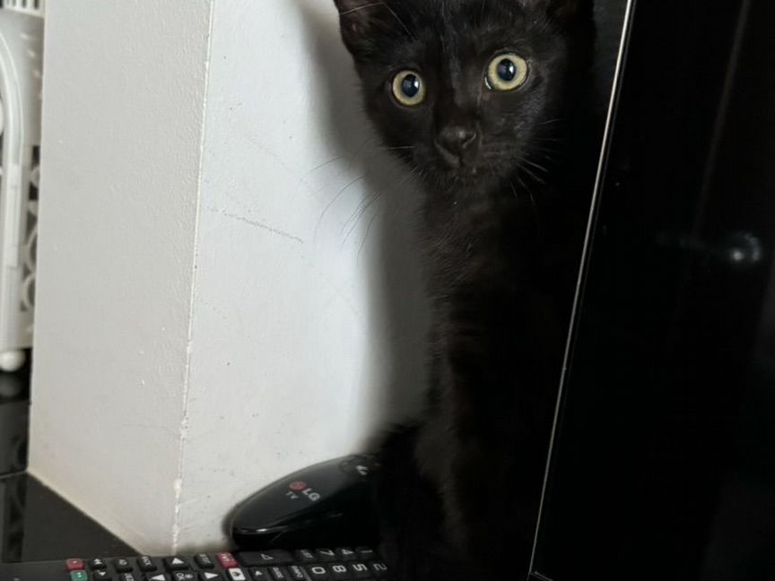 Кот