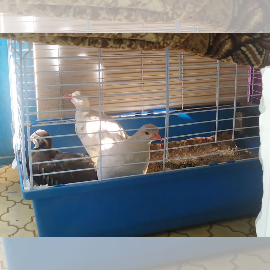Продаю куропатки Кеклики 3 шт