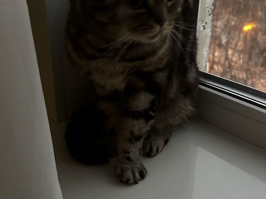 Шотландская вислоухая кошка бесплатно