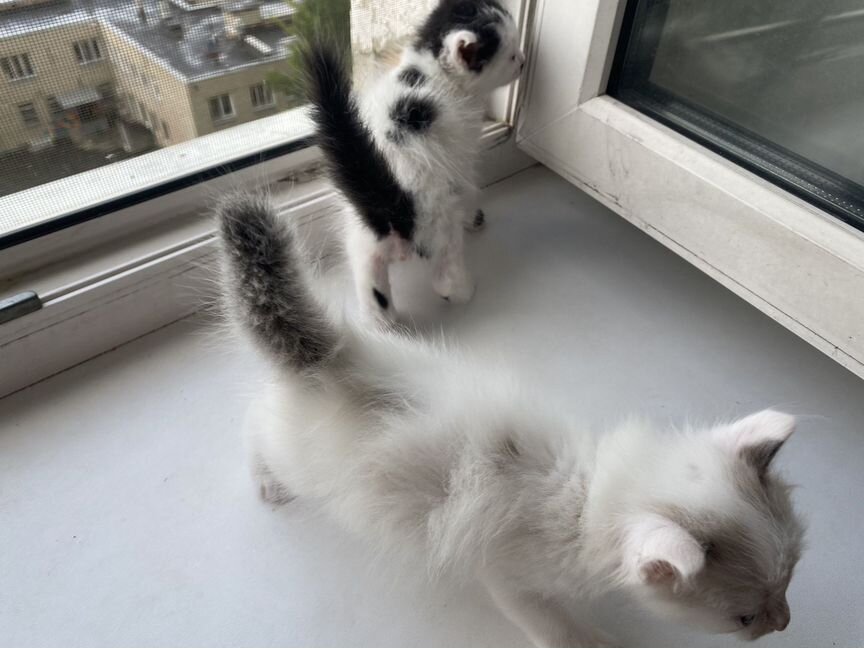 Котята в добрые руки