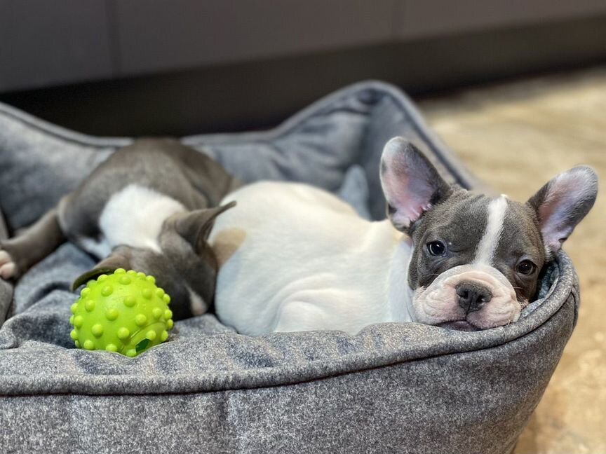 Щенки французского бульдога