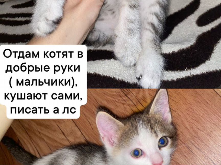 Отдаю котят, два мальчика, кушают сами