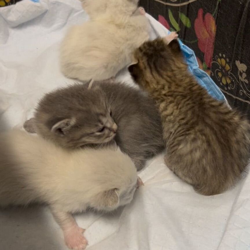 Котята бесплатно