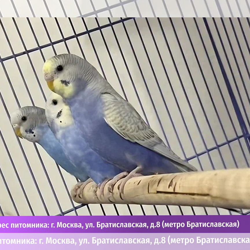 Попугай Волнистый