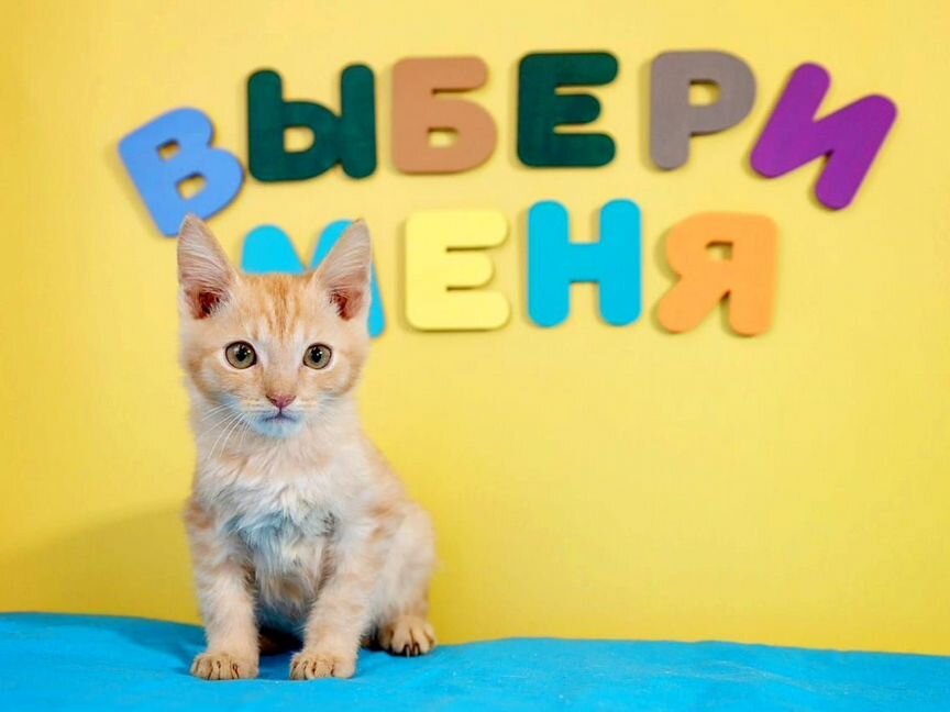 Рыжий котенок мальчик ждёт свою семью