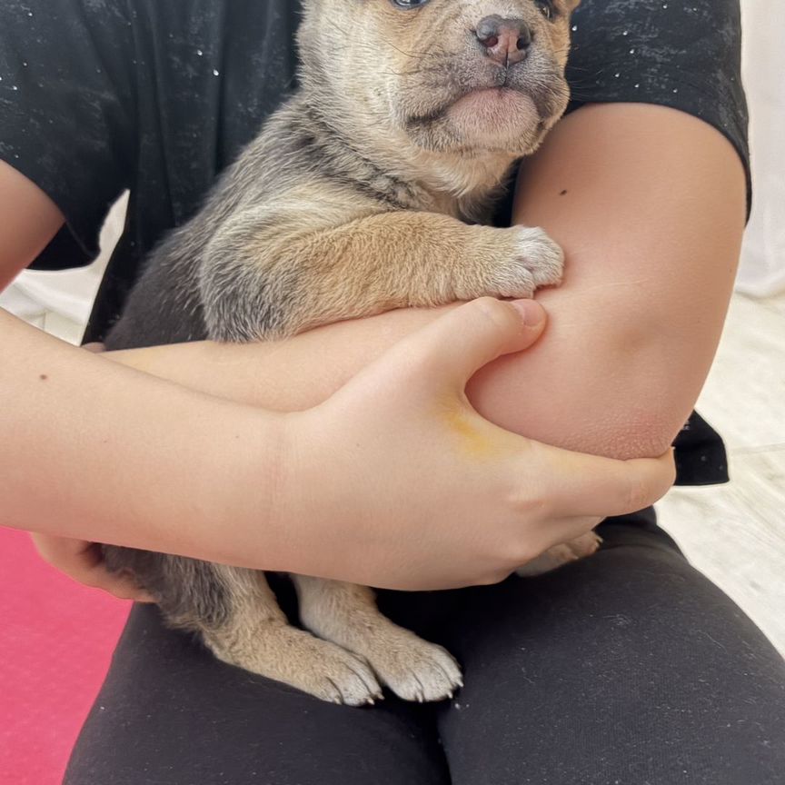 Щенок в добрые руки