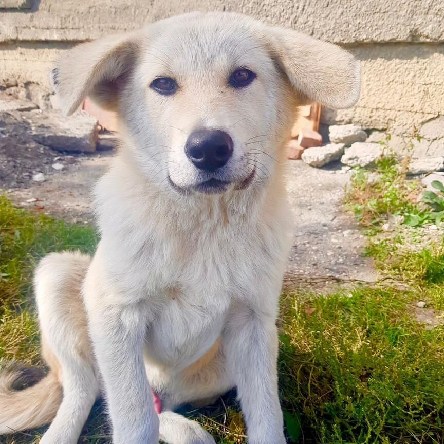 Пряник шенок ищет дом и любящую семью