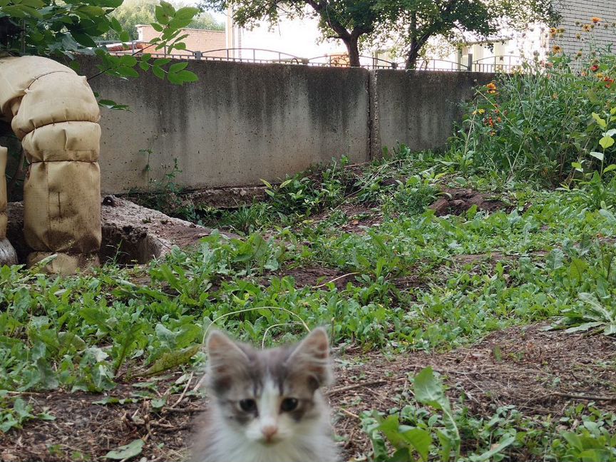 Котёнок
