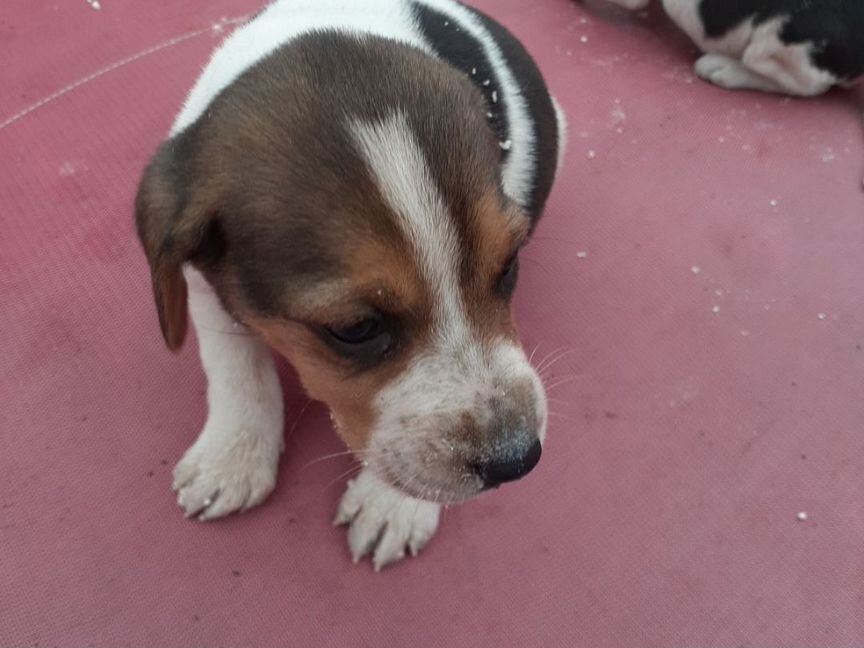 Щенки русской пегой гончей