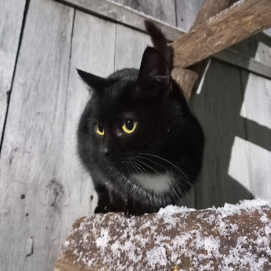 Кошка ищет себе дом