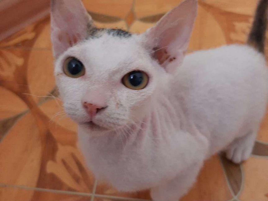 Канадский сфинкс котенок