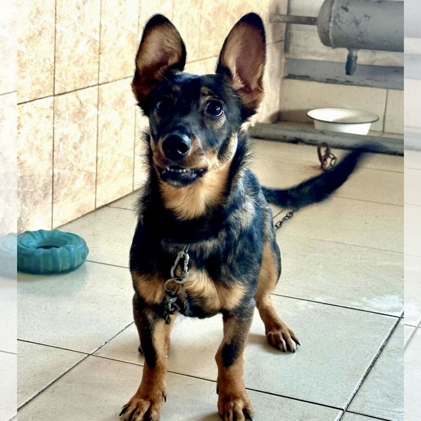 Небольшая собачка размером с таксу