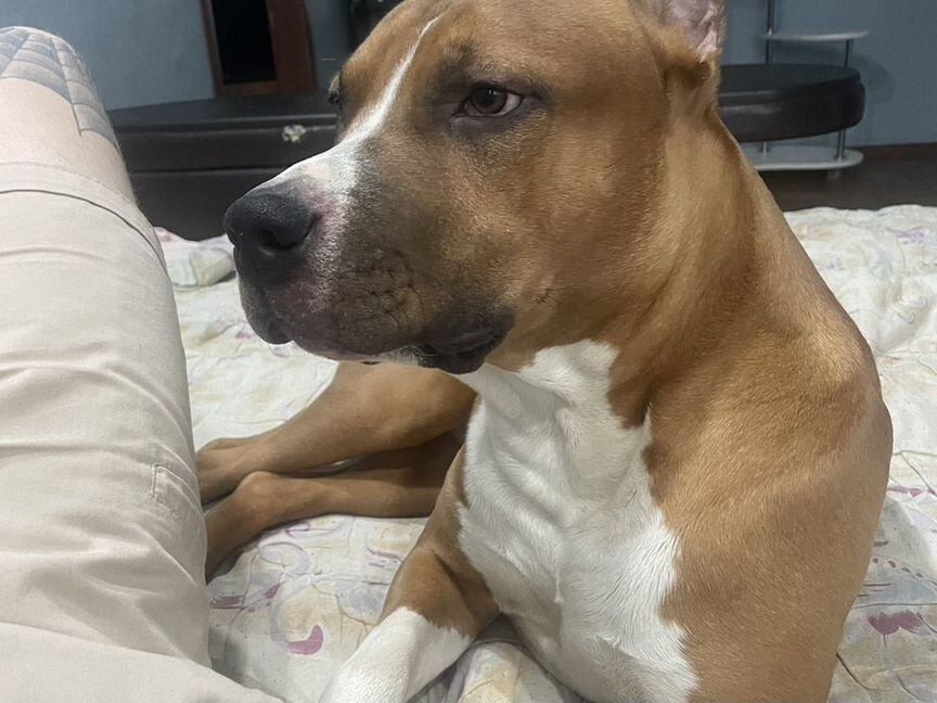 Стаффордширский терьер в добрые руки