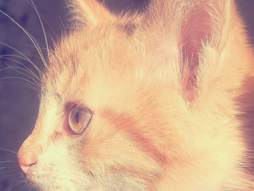 Котёнок. Котёночек. Котёнок