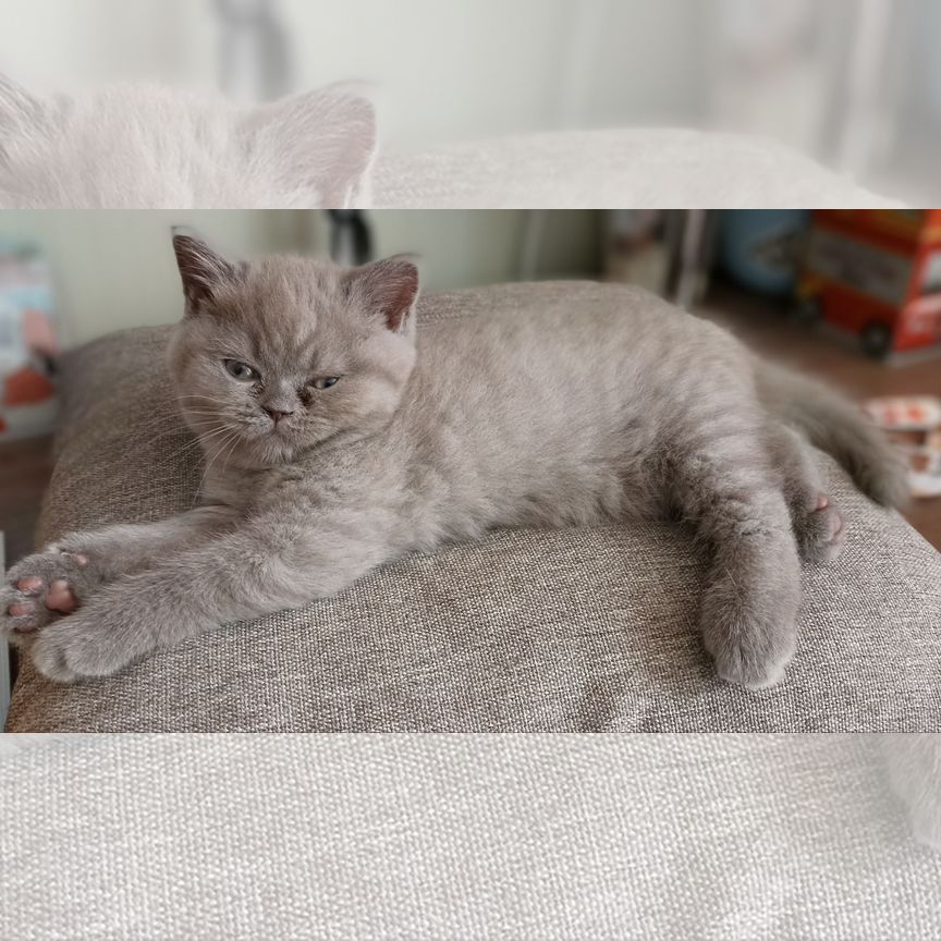 Британская лиловая