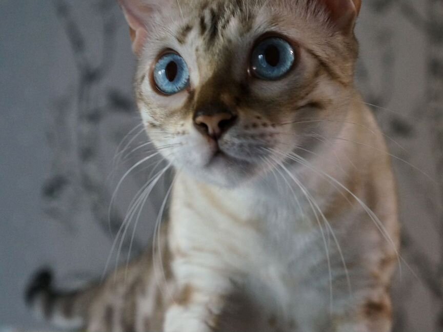 Снежная голубоглазая ласковая бенгальская кошечка