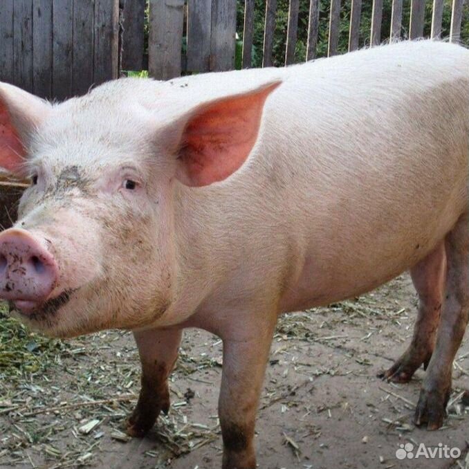 Хряк на племя