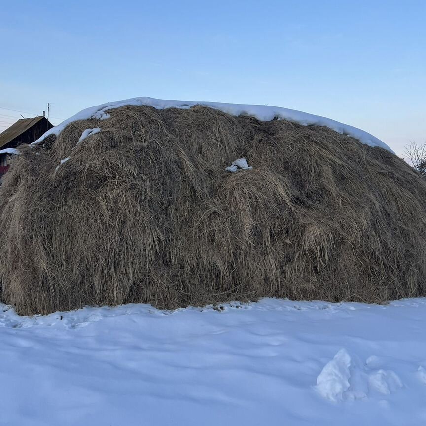 Продам сено