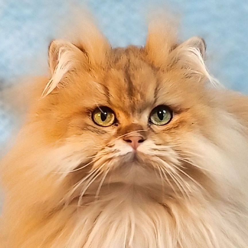 Британская короткошёрстная, взрослая кошка