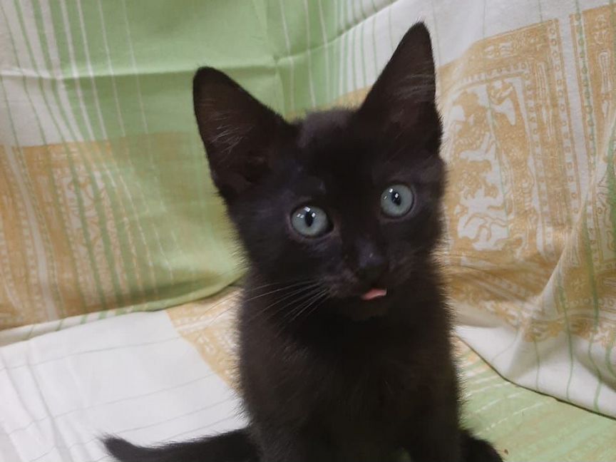 Черный котенок девочка