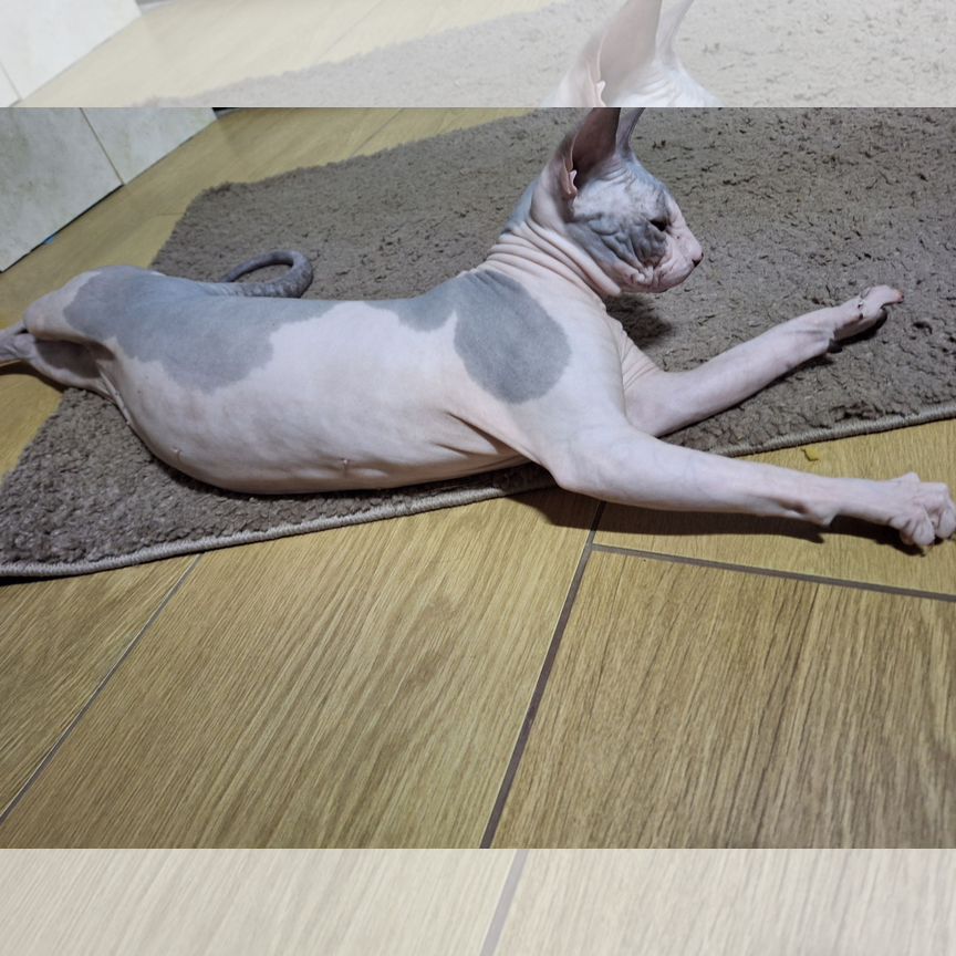 Канадский сфинкс котёнок