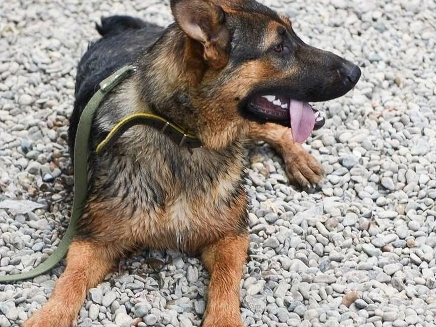 Метис немецкой овчарки