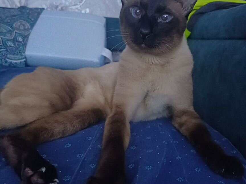 Сиамский сфинкс кот.Вязка