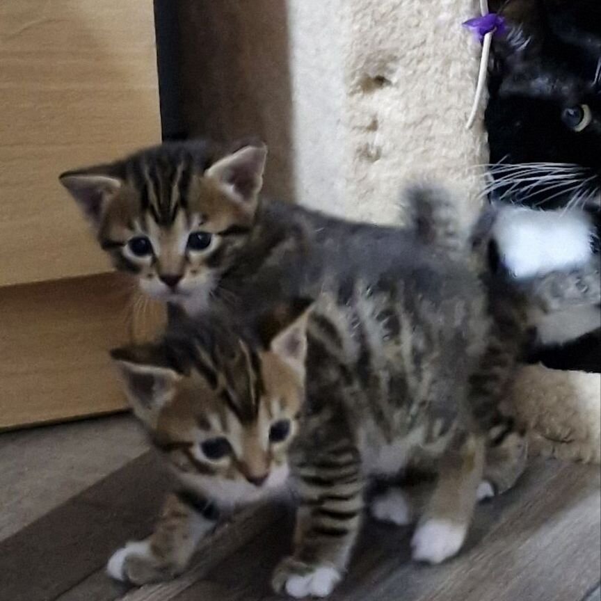 Котята