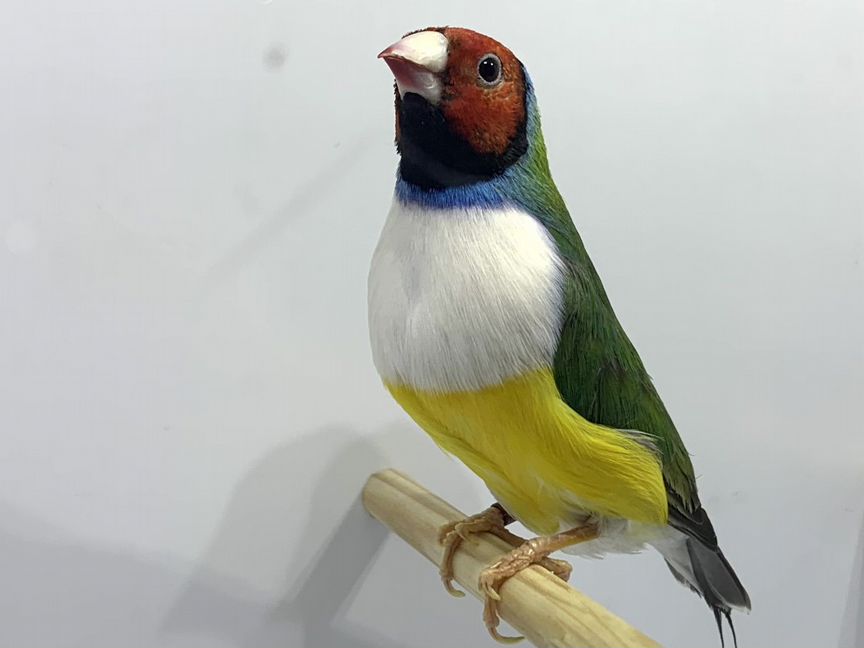 Амадина гульда