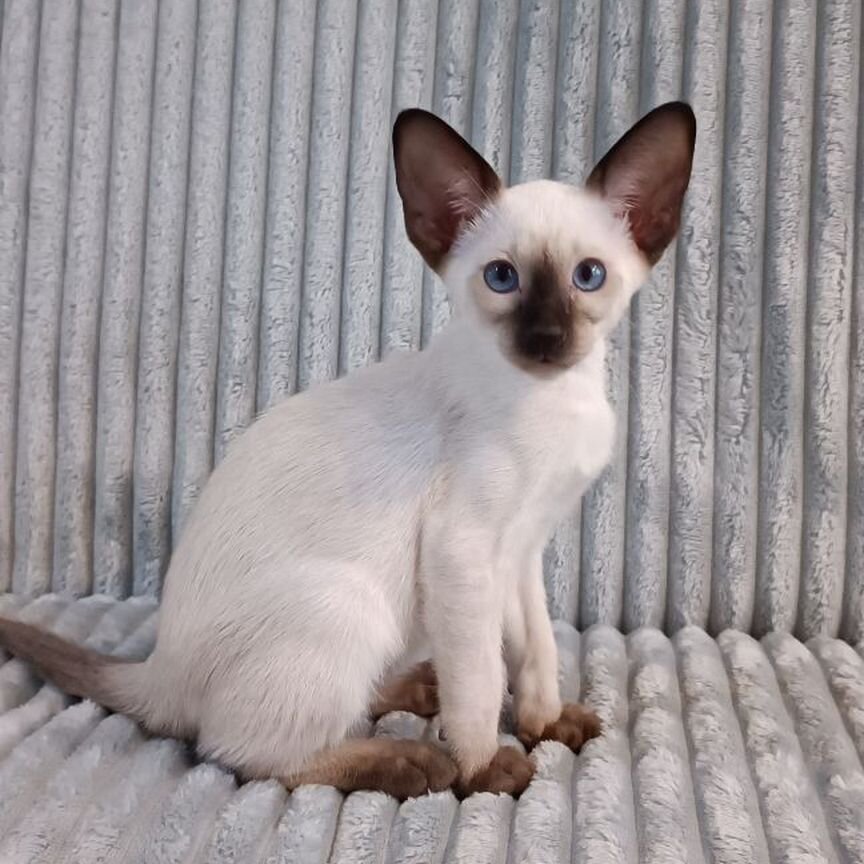 Ориентальная кошечка 2 месяца