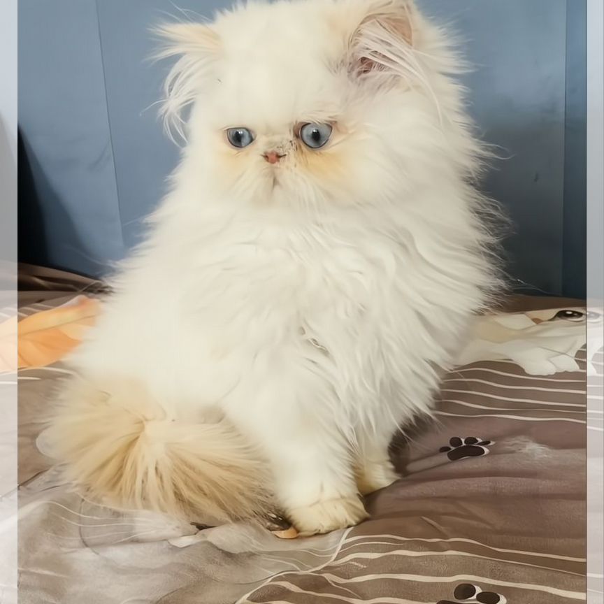 Персидский котёнок