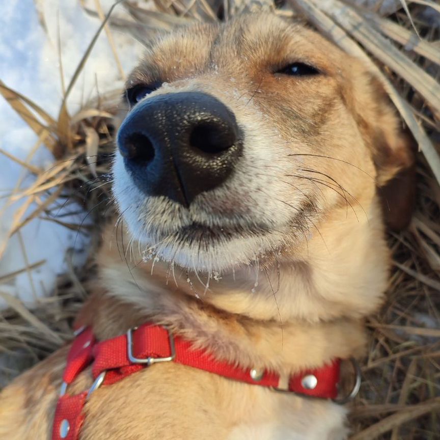 Взрослая собака в добрые руки