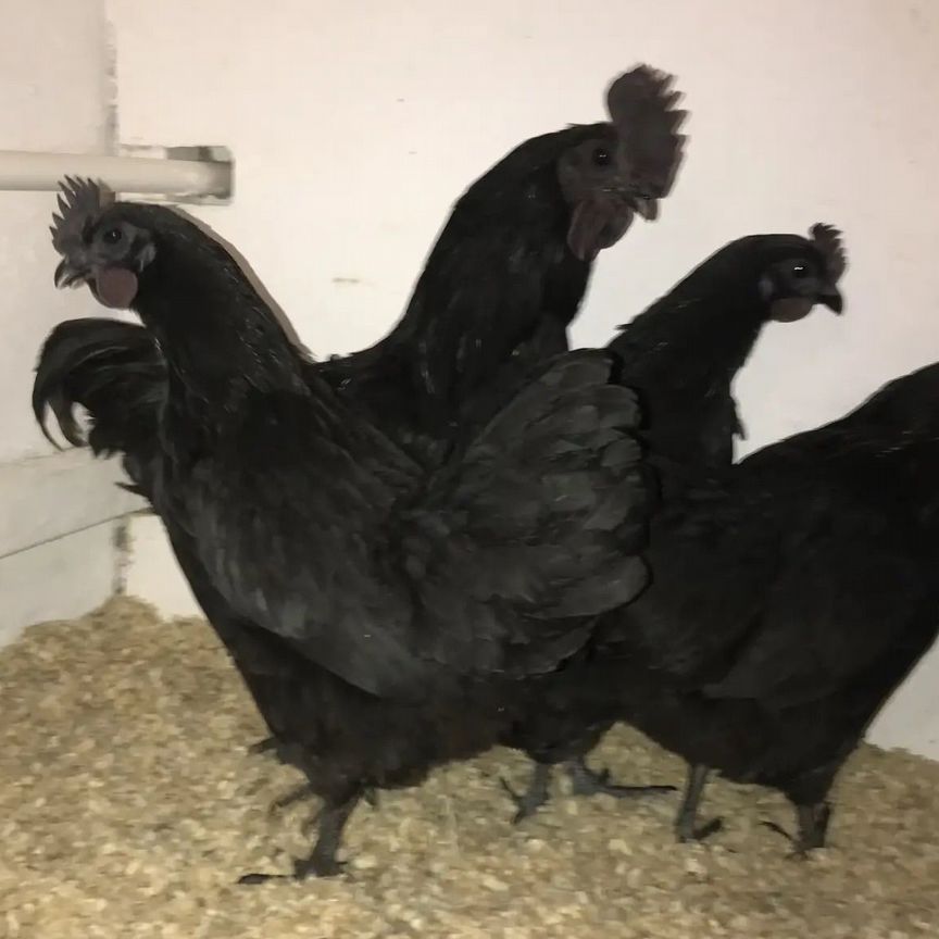 Петух породы ухейлюй, павловские петух и курица