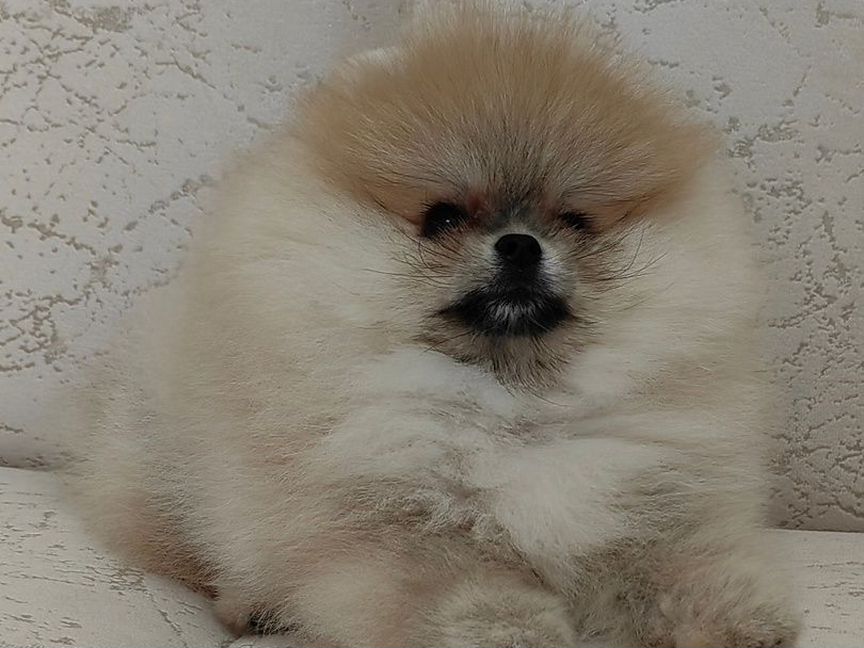 Померанский шпиц