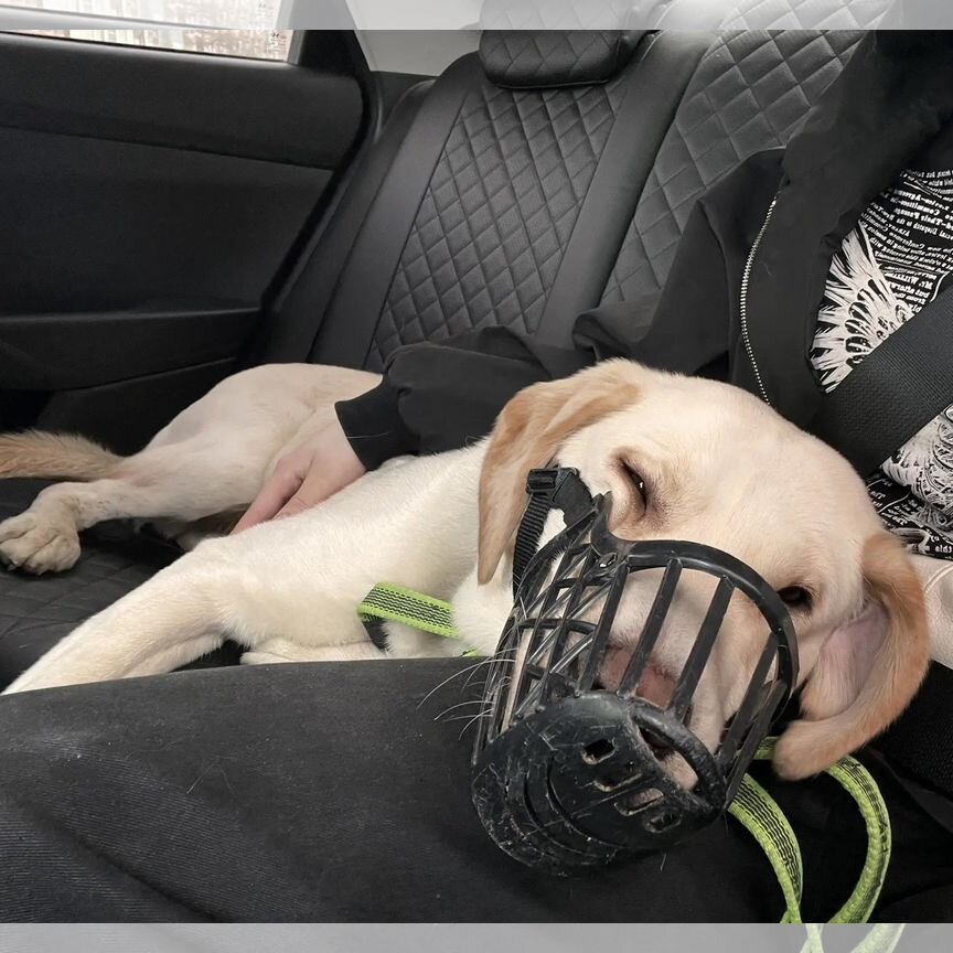 Лабрадор-ретривер, взрослый пёс