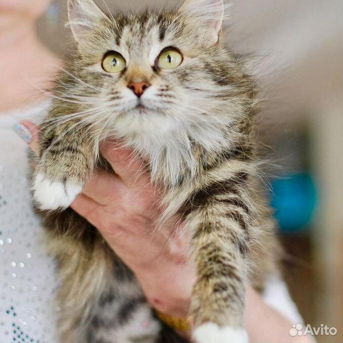 Девочка-Припевочка ищет дом