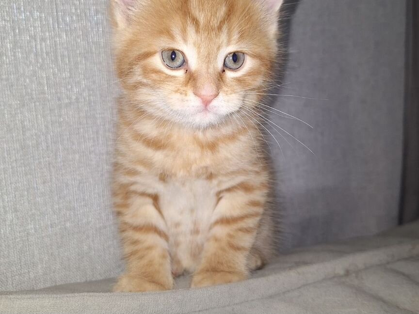 Продается котенок