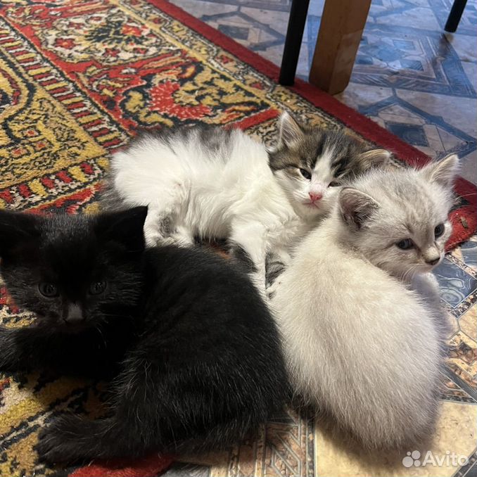 Котята пушистые в дар