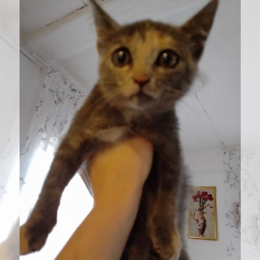 Отдам в добрые руки маленькую кошечку