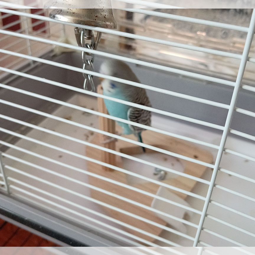 Птенец волнистый попугай мальчик 1месяц