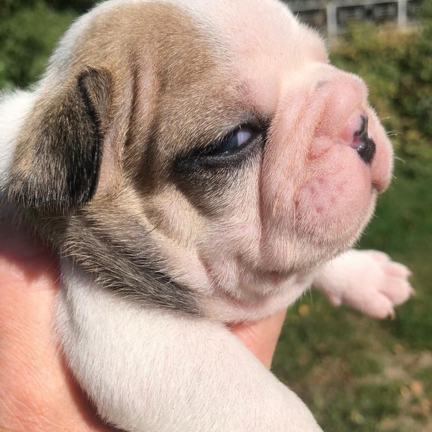 Французский бульдог щенки