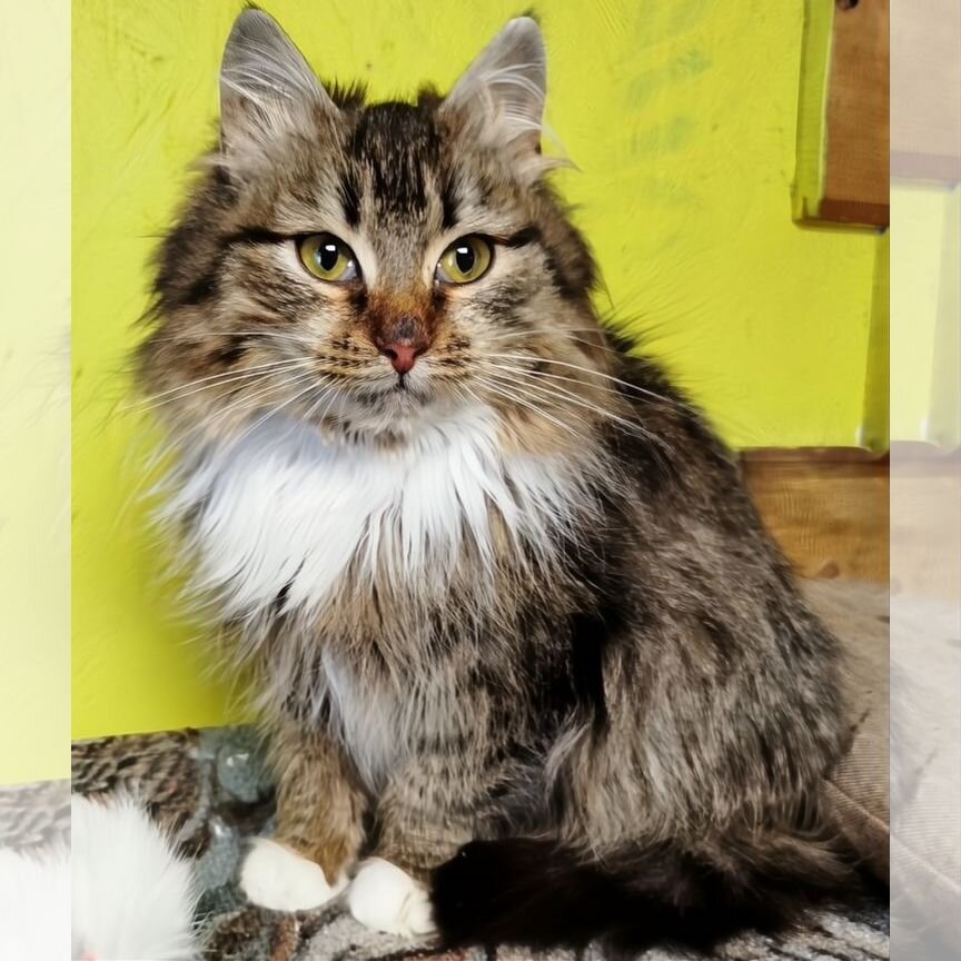 Сибирский котёнок