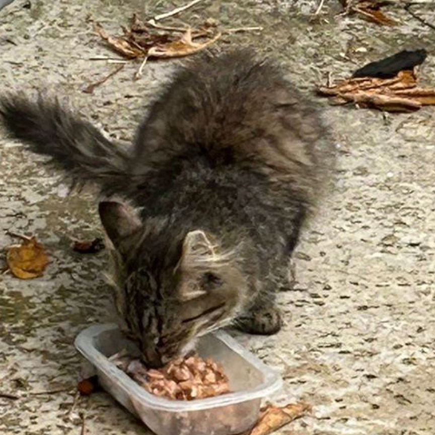 Красивые малышки замерзают и голодают на улице